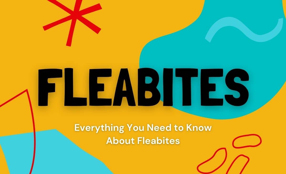 Everything You Need to Know About Flea Bites - Resurchify