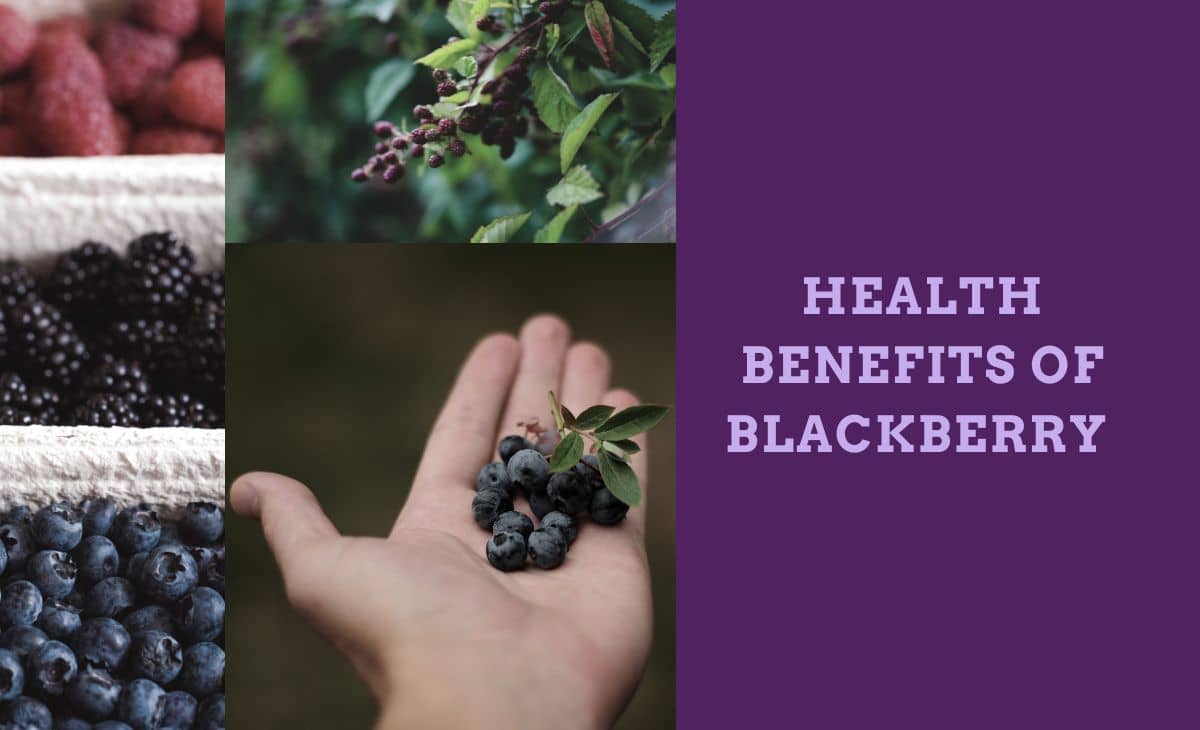 10 Blackberry Health Benefits You Can't Ignore - Resurchify
